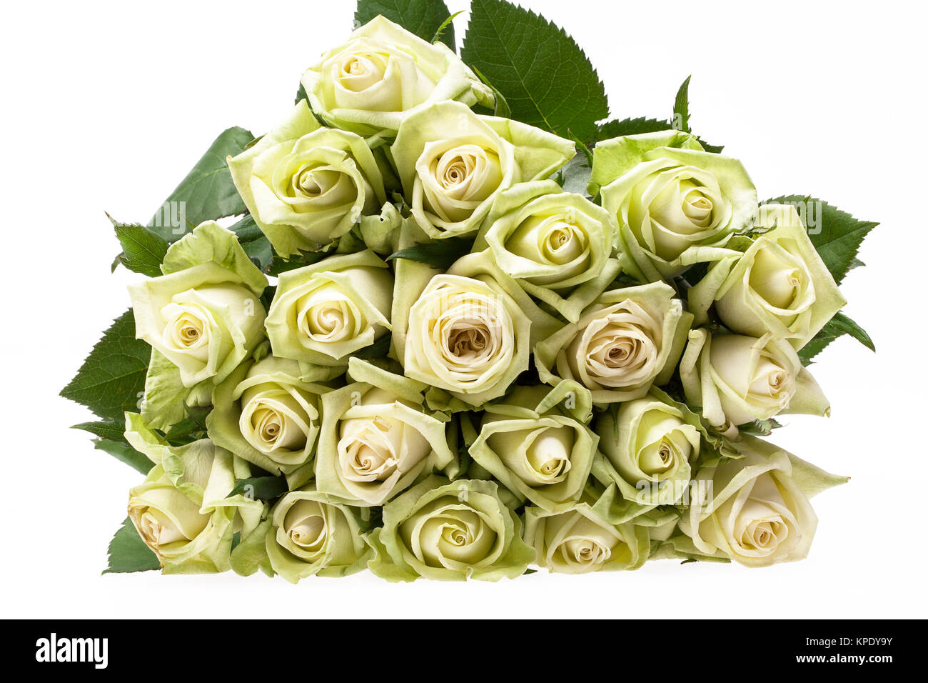 bouquet of white-green rosses on white background Stock Photo - Alamy