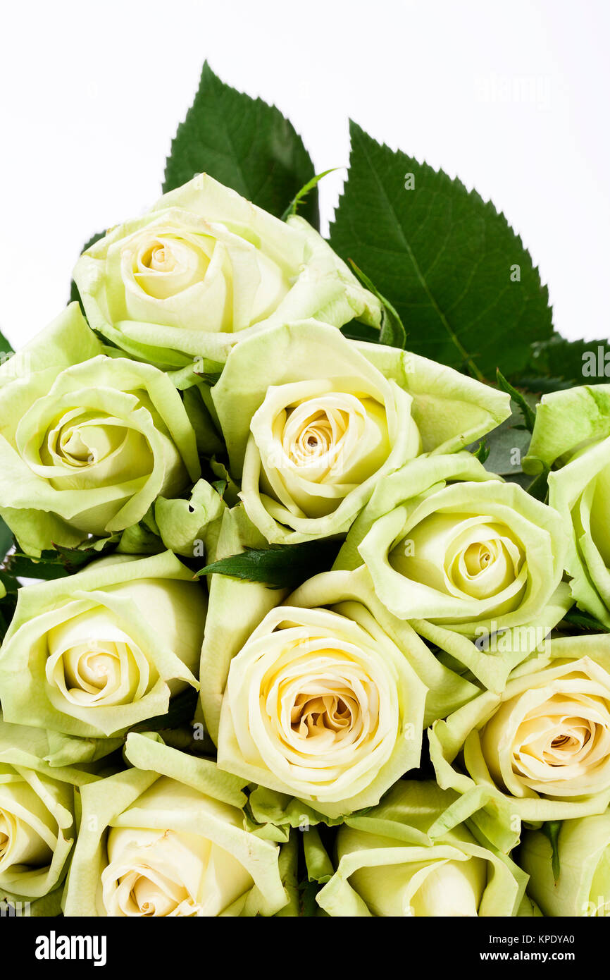bouquet of white-green rosses on white background Stock Photo - Alamy
