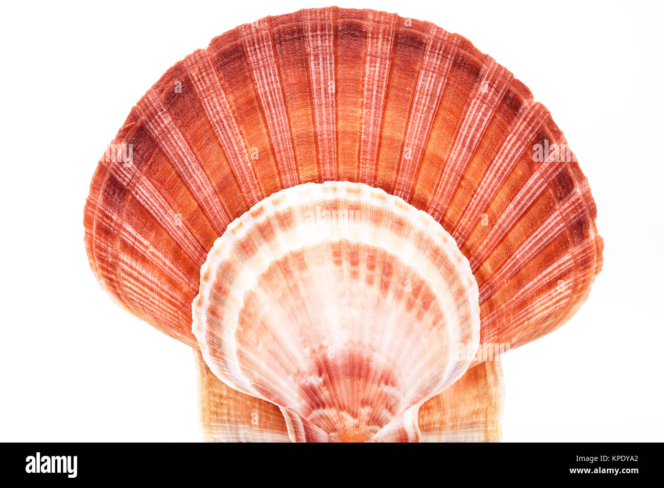 Range of seashell of molluscs isolated on white background Stock Photo ...