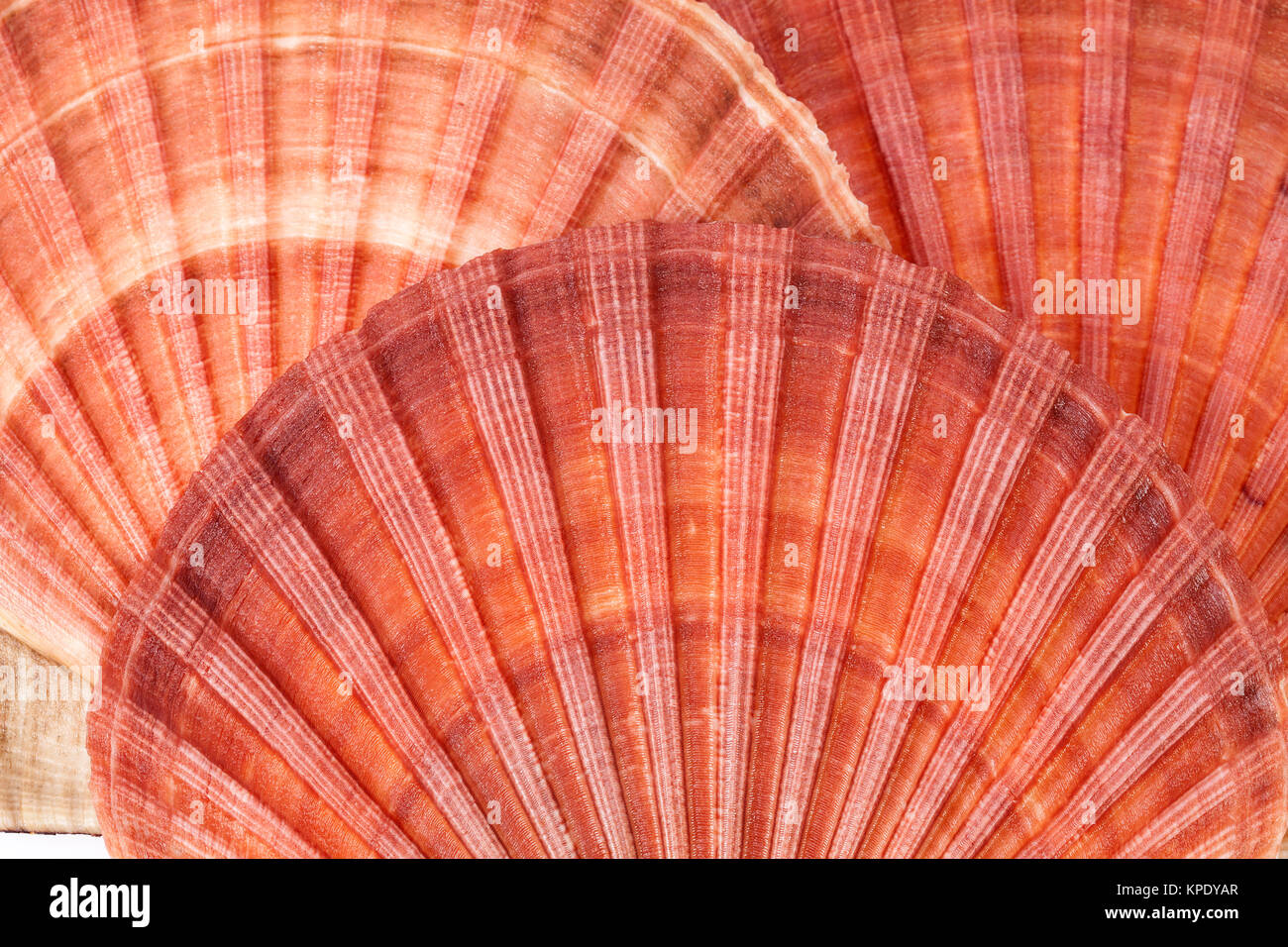 background of seashells of mollusk, close up Stock Photo - Alamy