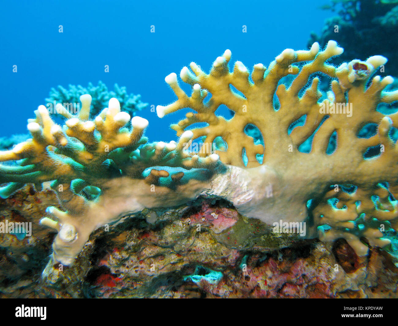 coral reef with yellow fire coral in tropical sea, underwater Stock ...