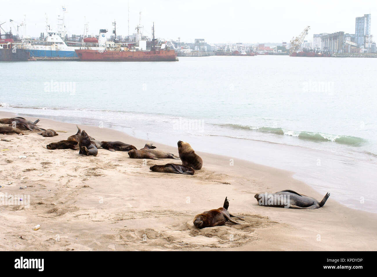 Sea wolves on the sand by the sea at the city port. Mar del Plata ...