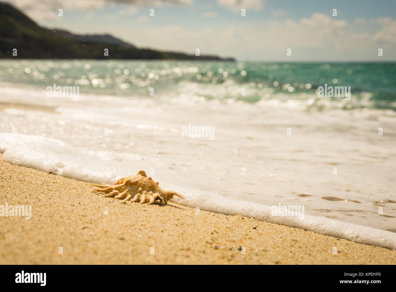 Shell on the beach Stock Photo - Alamy