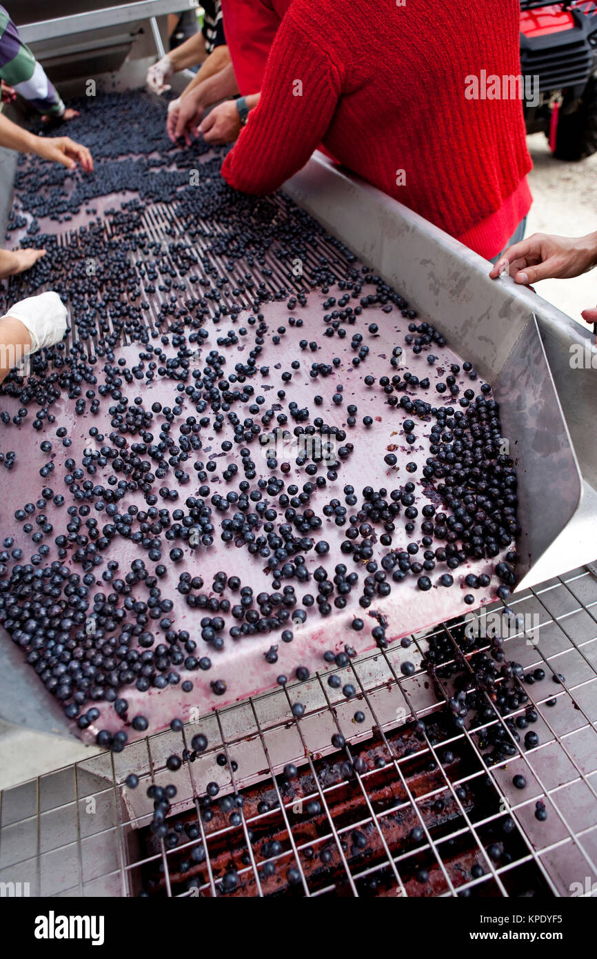 Sorting grapes after harvest Stock Photo - Alamy