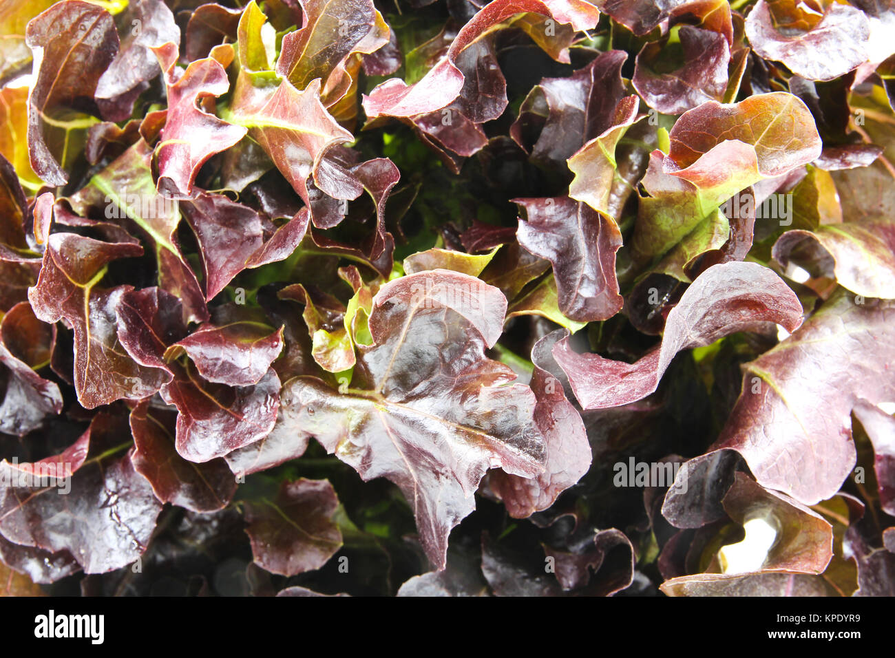 Closeup of Red oak lettuce Stock Photo - Alamy