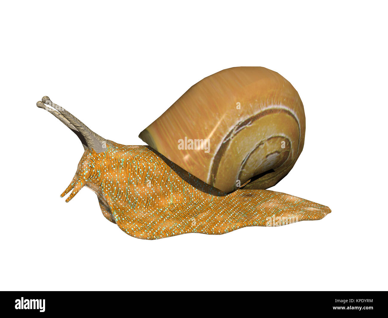 Molusken Cut Out Stock Images & Pictures - Alamy