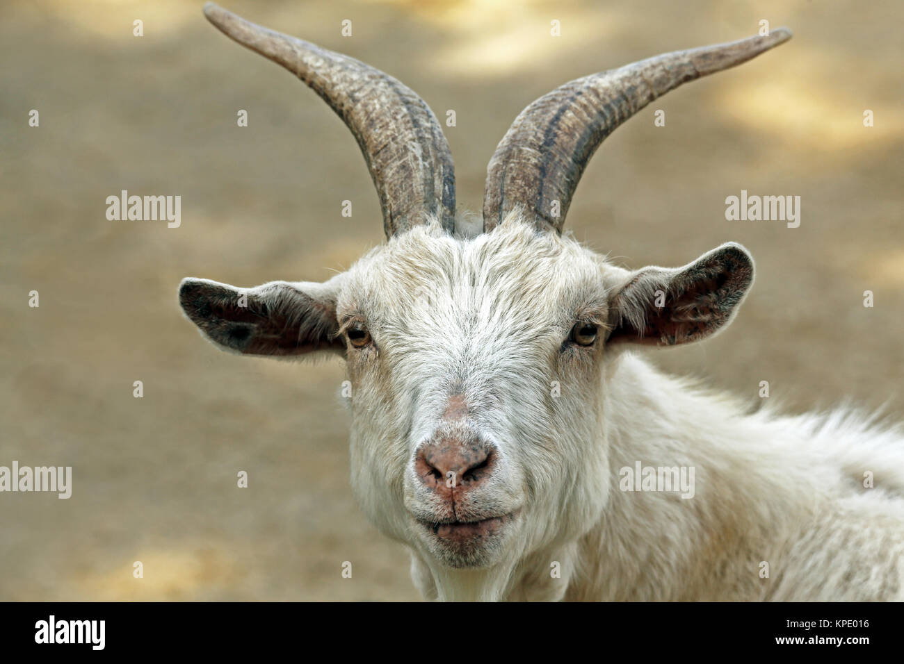 White Goat in Portrait Stock Photo - Alamy