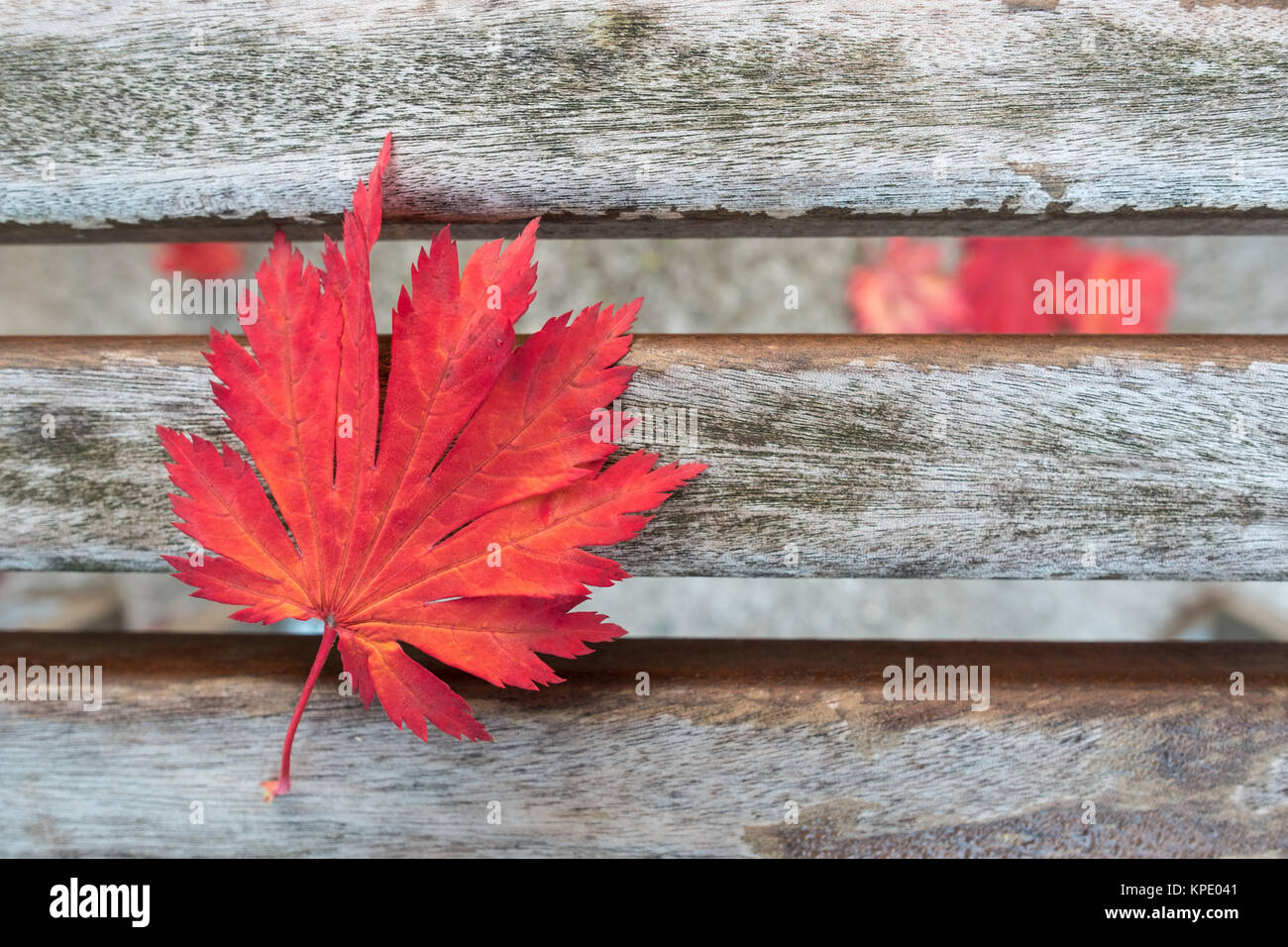 red maple leaf Stock Photo - Alamy