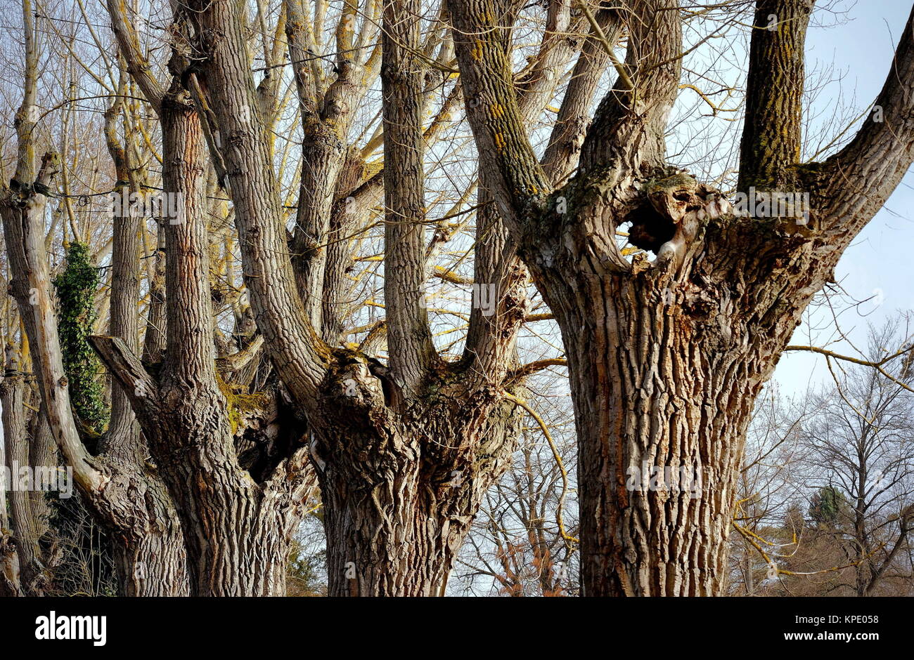 gnarled willow trees Stock Photo - Alamy