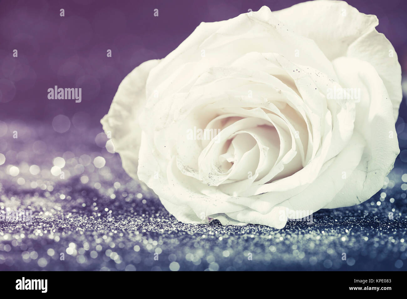 White rose on sparkling glitter background Stock Photo - Alamy