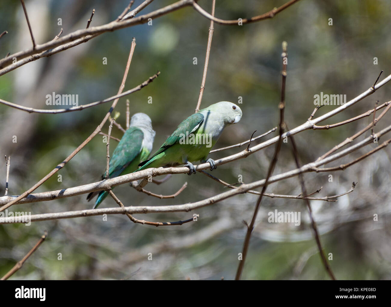 A pair Gray-headed Lovebird (Agapornis canus) perched on a branch ...