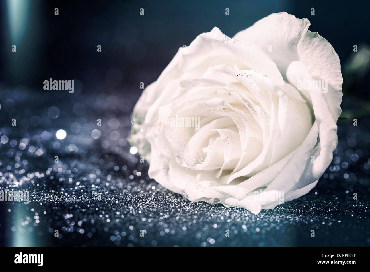 White rose on sparkling glitter background Stock Photo - Alamy