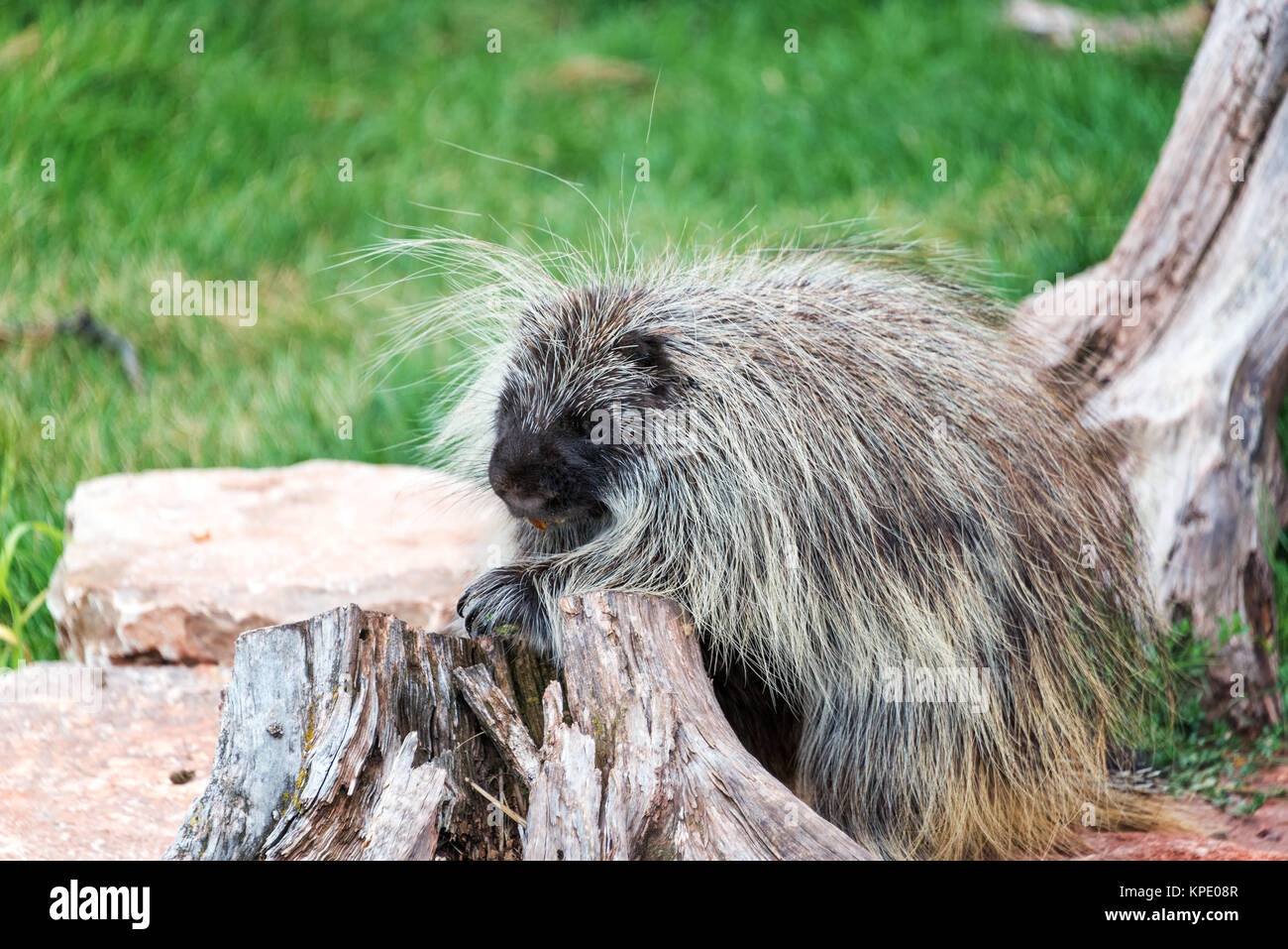 Porcupines quill hi-res stock photography and images - Alamy