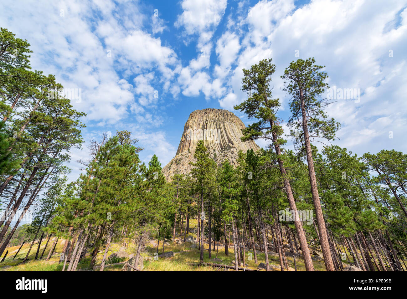 Devils Tower and Pine Trees Stock Photo - Alamy