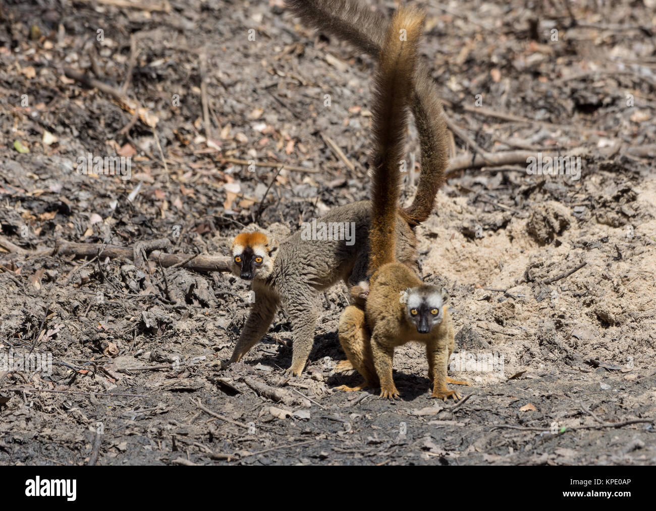 Drink water hi-res stock photography and images - Alamy