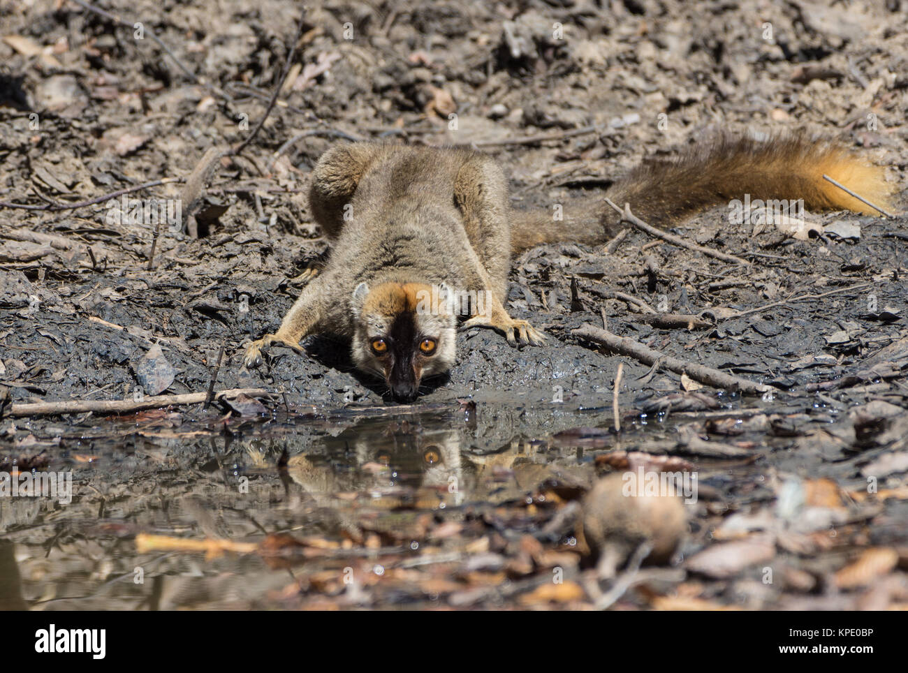A Brown Lemurs drink water at a water hole. Berenty Private Reserve ...