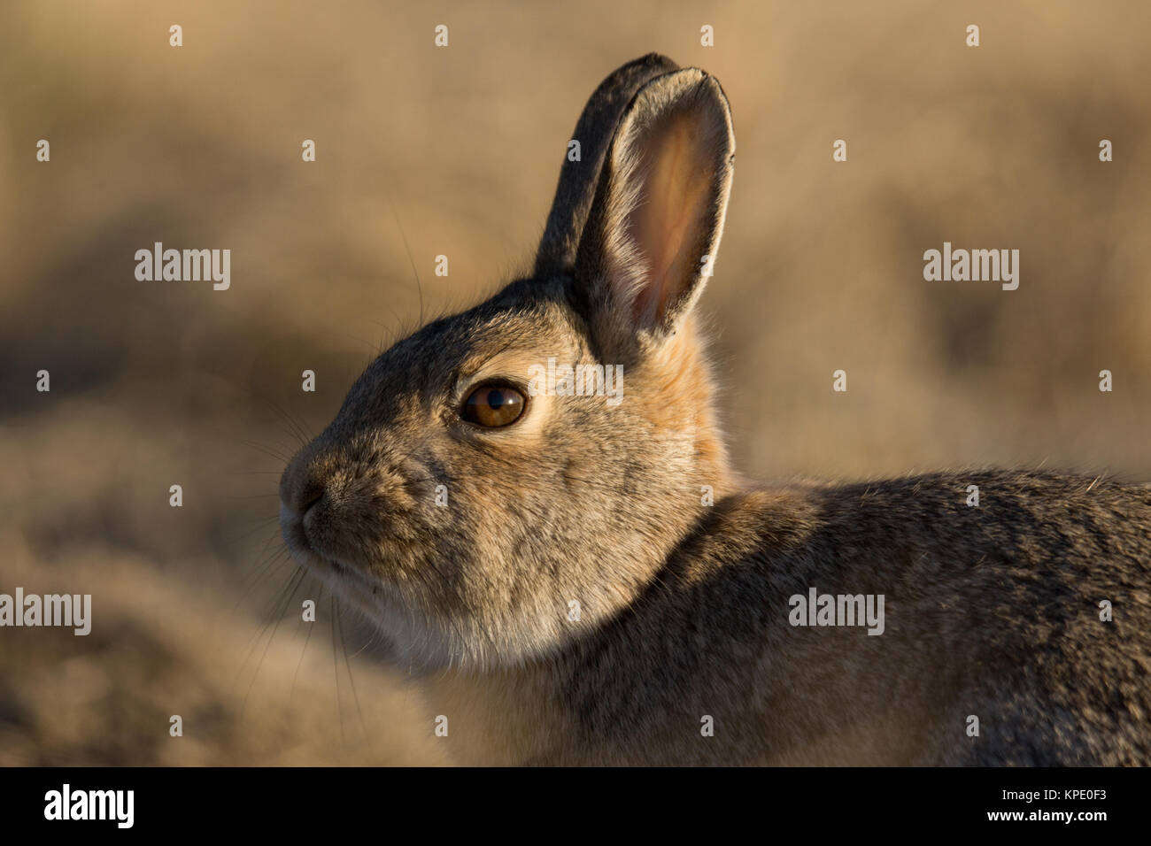 Rabbit enjoying late afternoon sunshine Stock Photo - Alamy
