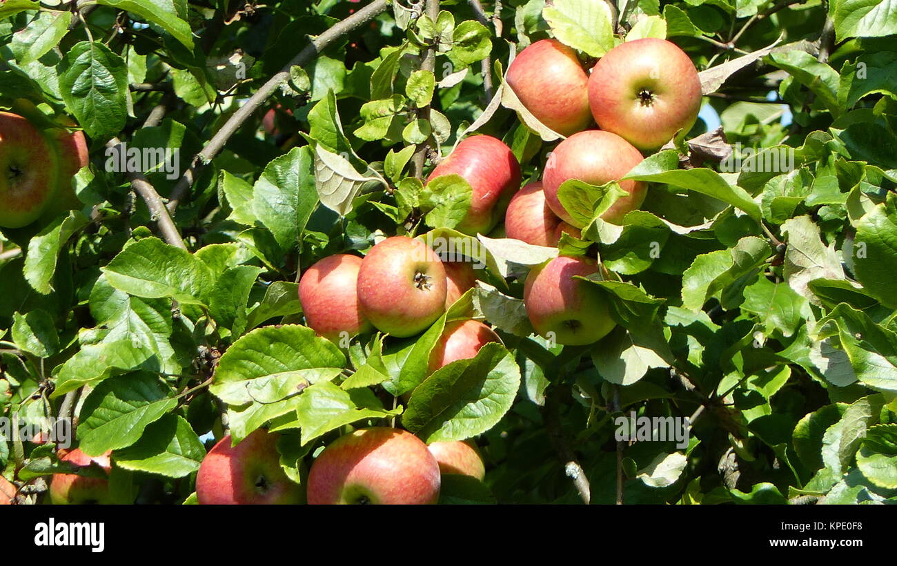 Rote Äpfel an einem Baum an einem sonnigen Sommertag Red apples on a ...