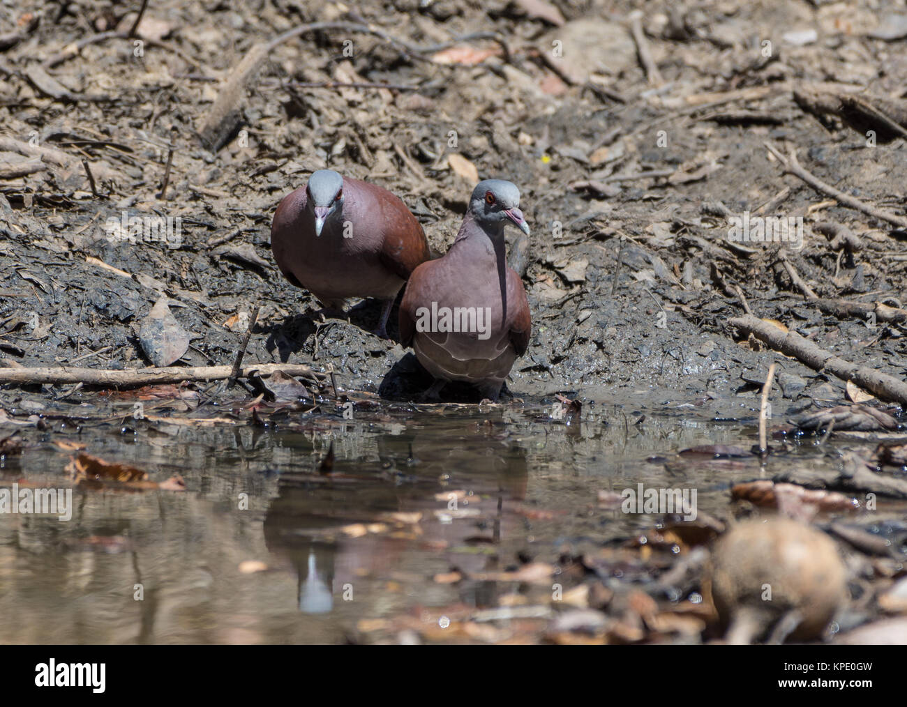Turtle madagascar water hi-res stock photography and images - Alamy