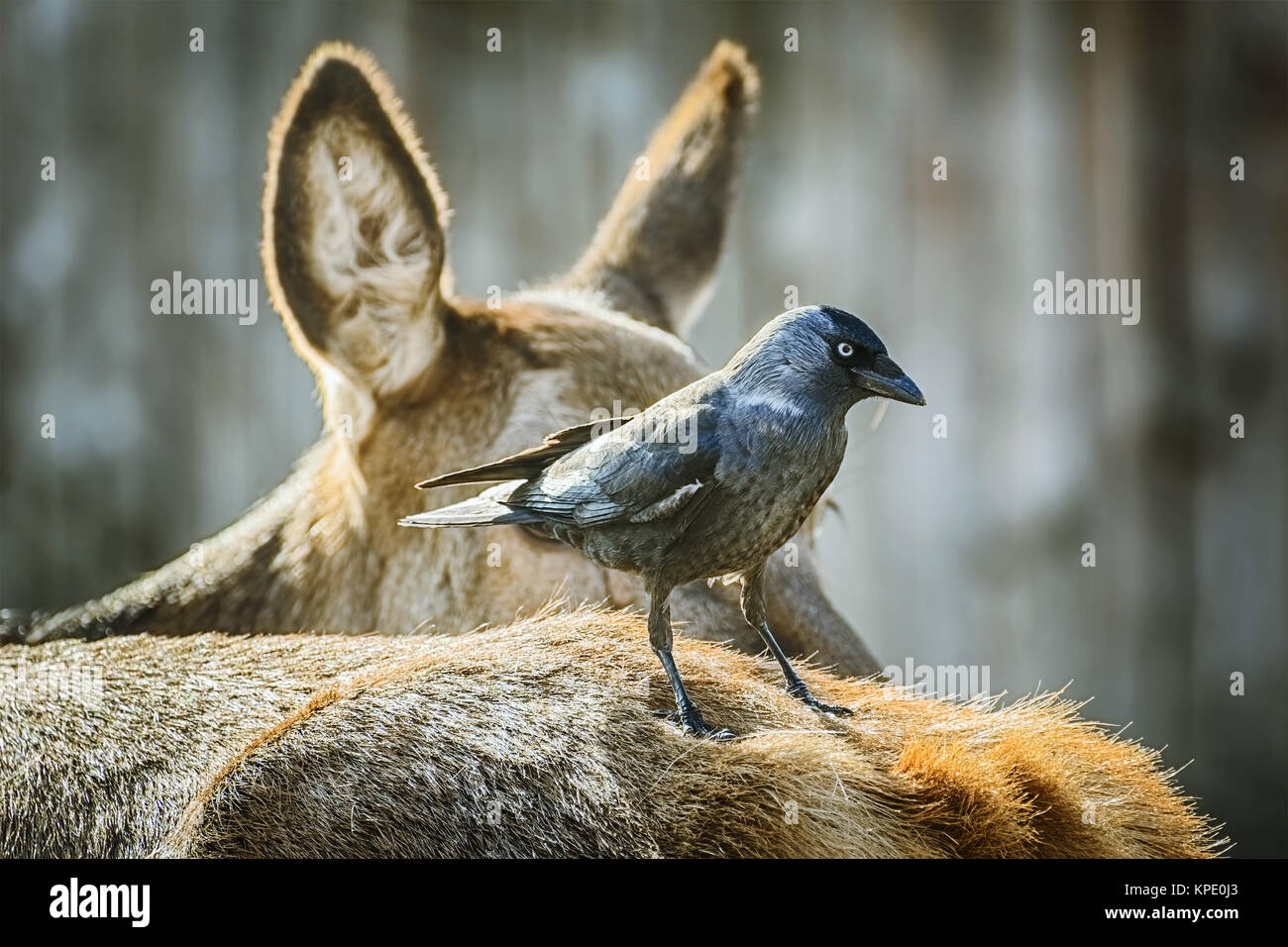 Ð¡row on the Deer Stock Photo - Alamy