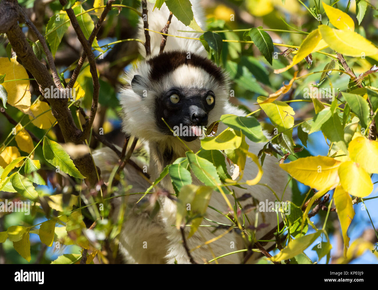 Propithecus hi-res stock photography and images - Alamy