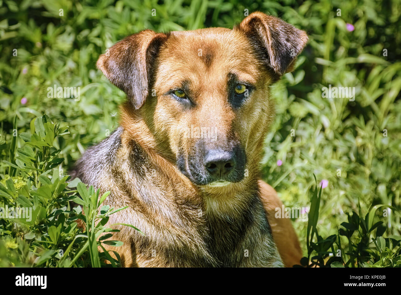 Portrait of Sstreet Dog Stock Photo - Alamy