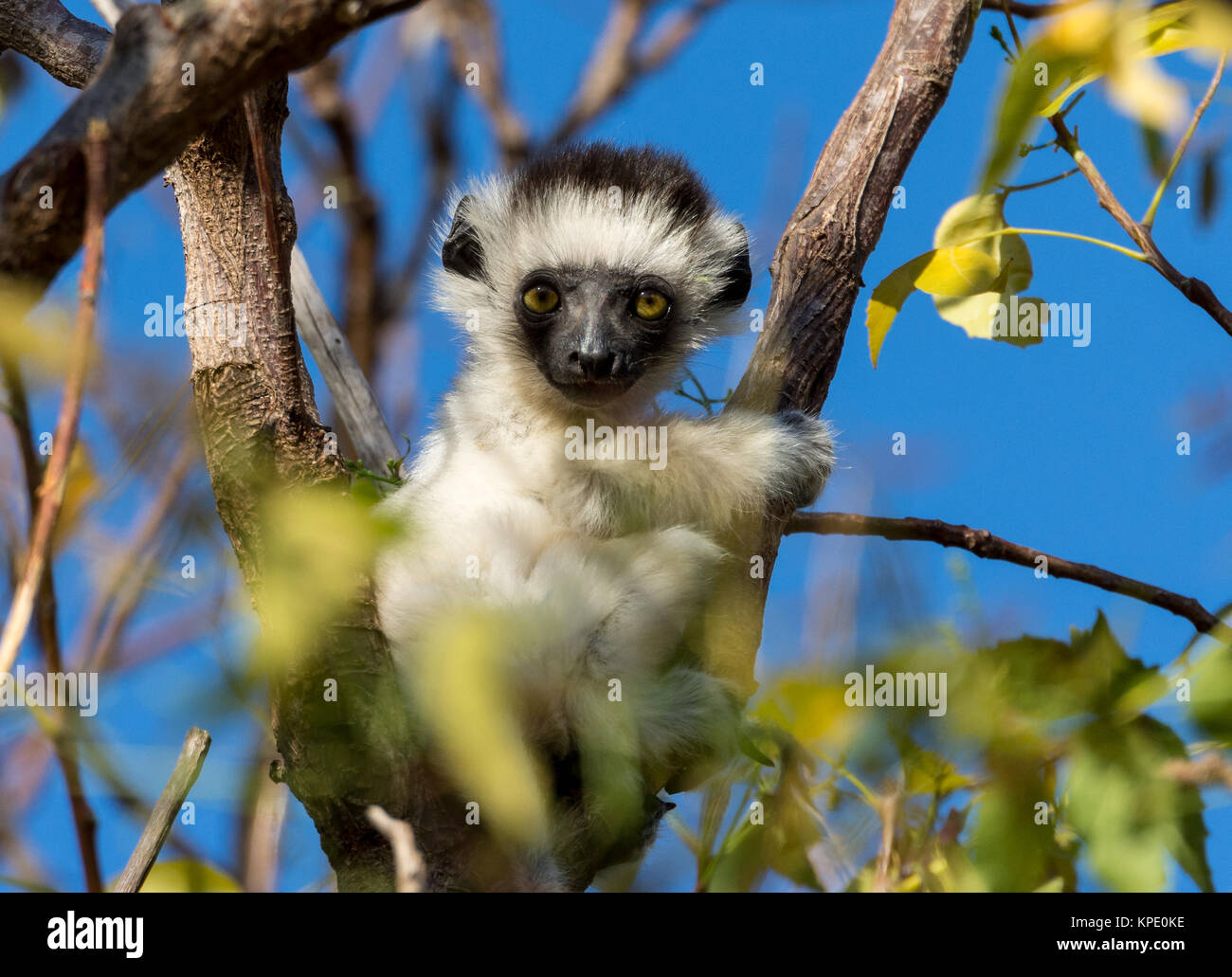 Baby lemur hi-res stock photography and images - Alamy