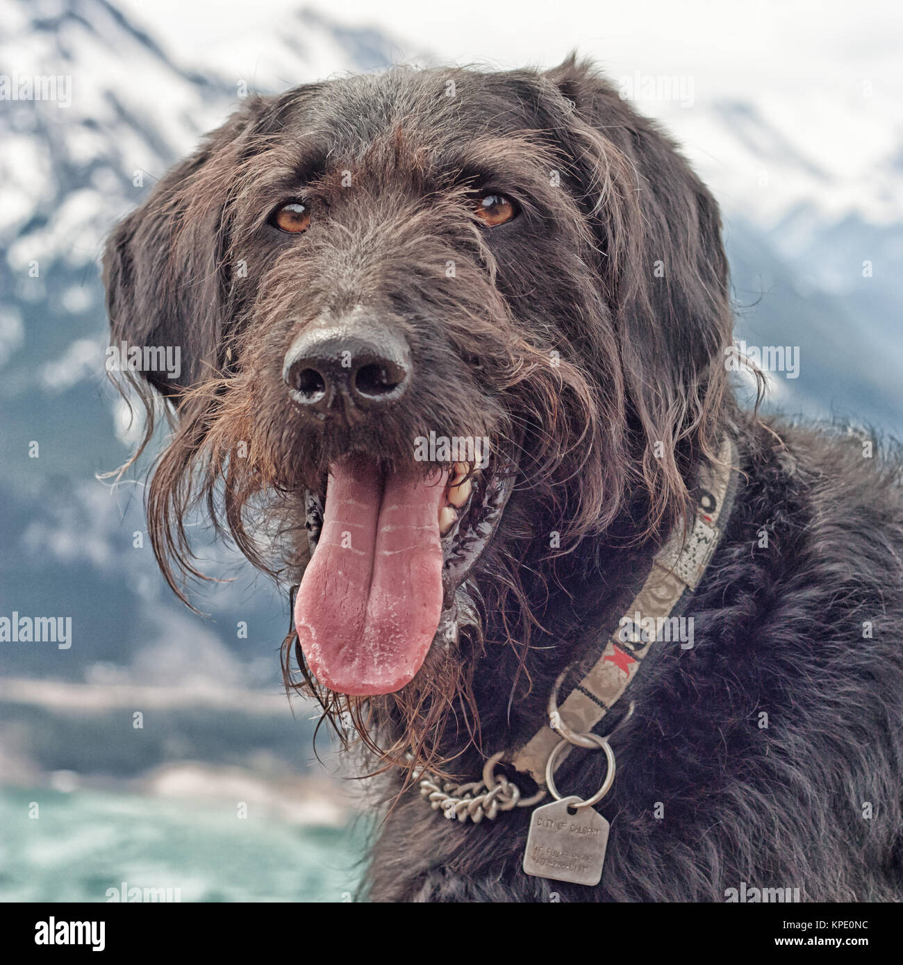 Labradoodle Portrait in the Mountains Stock Photo - Alamy