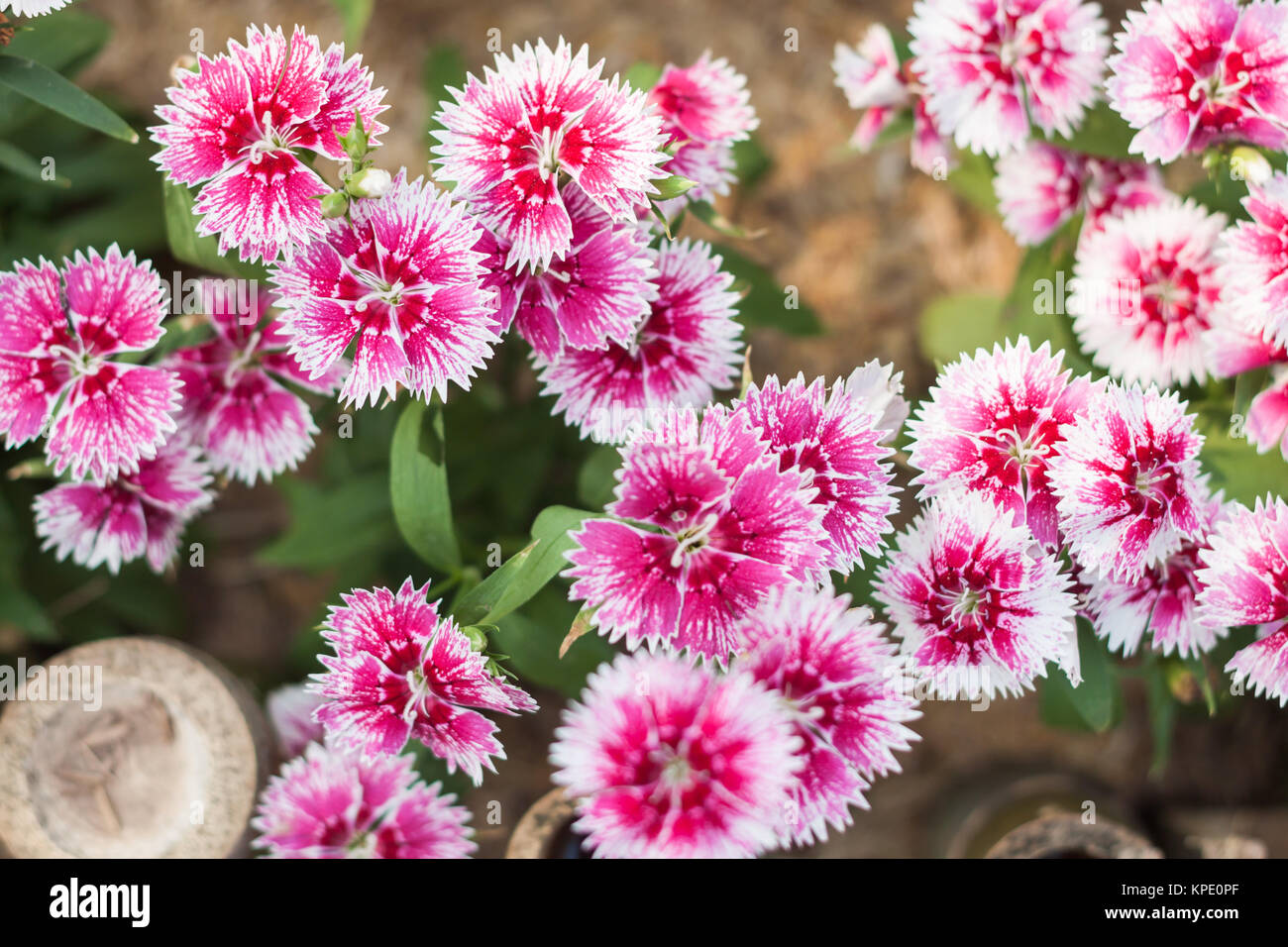 Beautiful pink flower in garden Stock Photo - Alamy