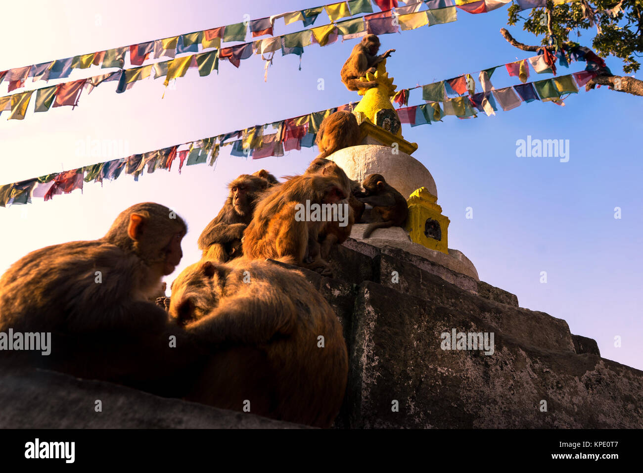 Monkeys Path Upward on Ancient Shrine Stock Photo - Alamy
