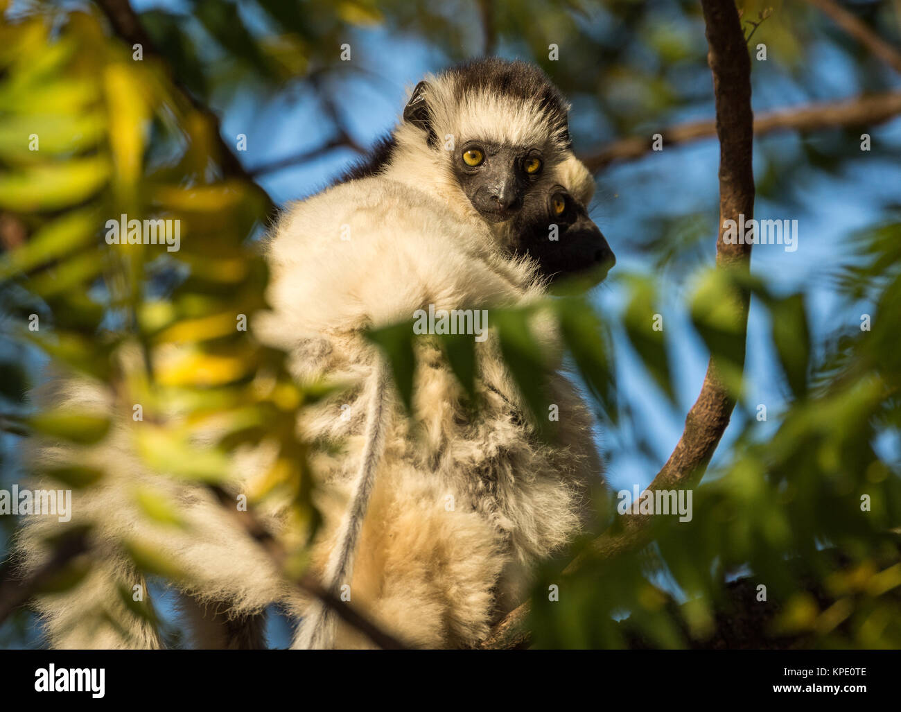 Propithecus verreauxi berenty reserve hi-res stock photography and ...