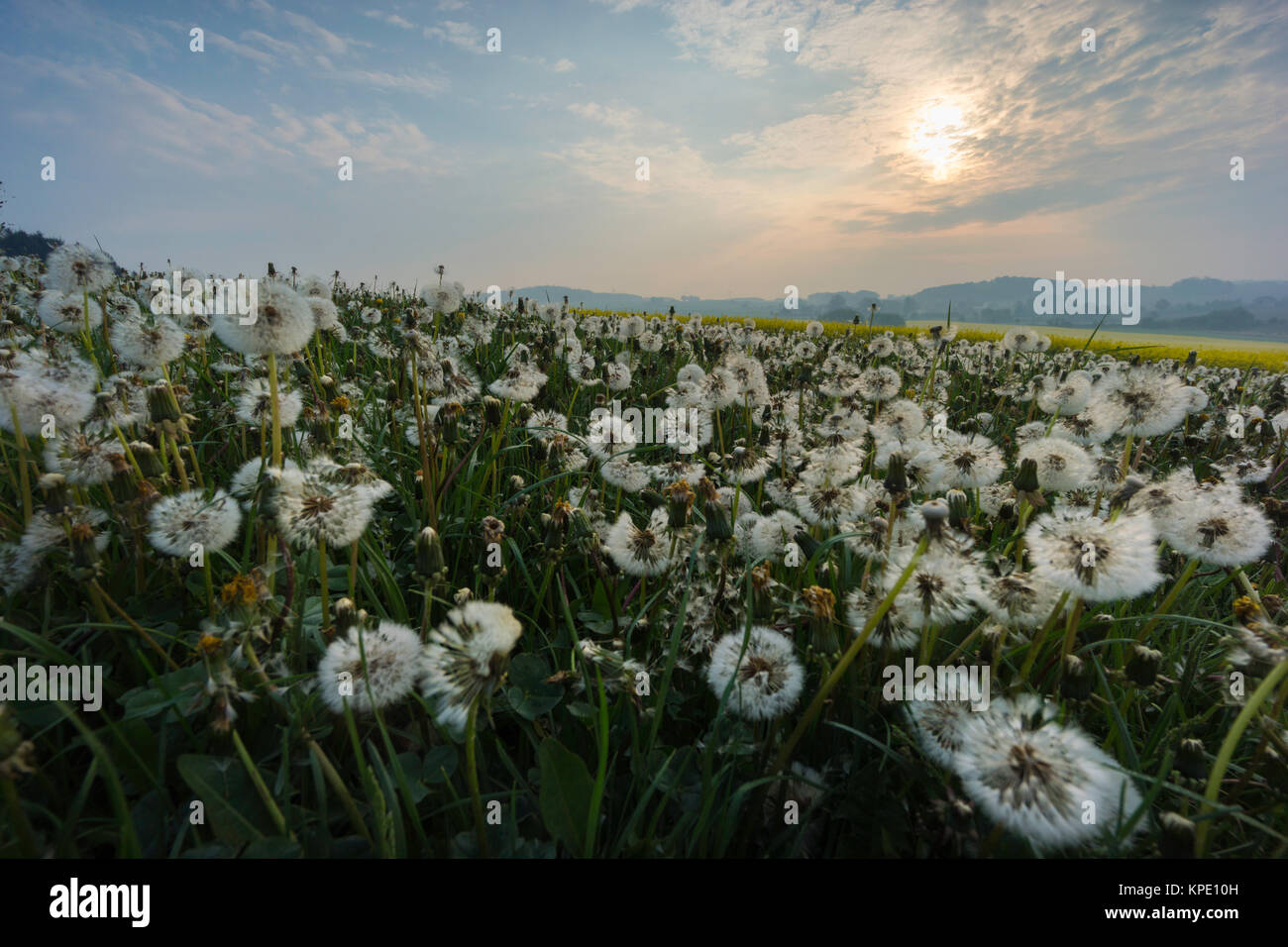 Pusteblumen und wasser hi-res stock photography and images - Alamy