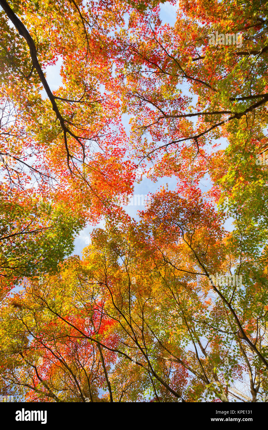 Colorful autunm treetops Stock Photo - Alamy
