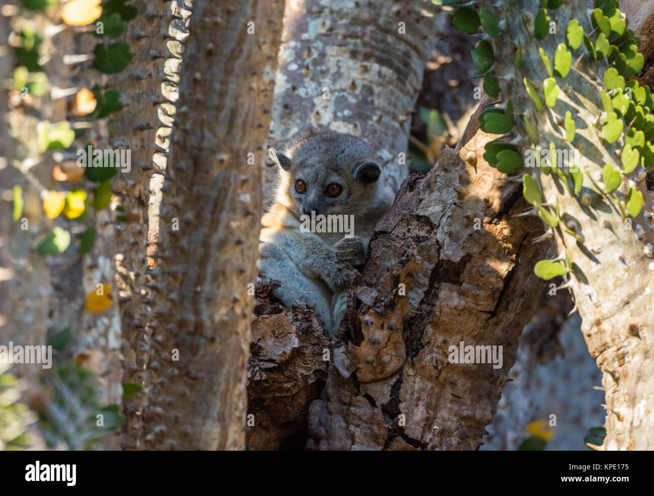 A White-footed sportive lemur (Lepilemur leucopus) hide between ...