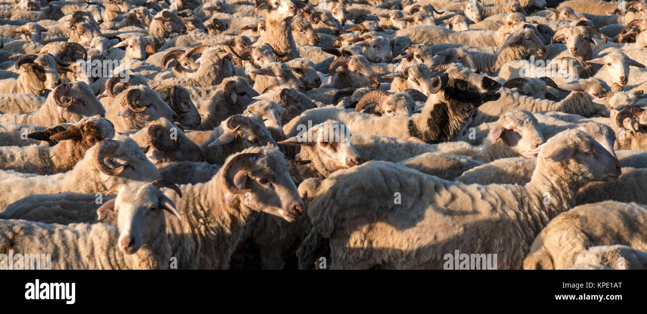 Sheeo hi-res stock photography and images - Alamy