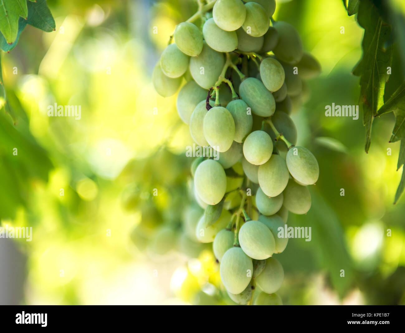 Bunch of Grapes Stock Photo - Alamy