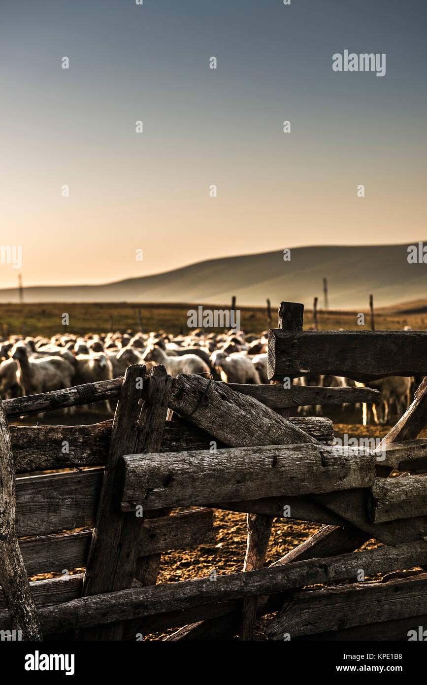 Rustic Sheep pen Stock Photo - Alamy