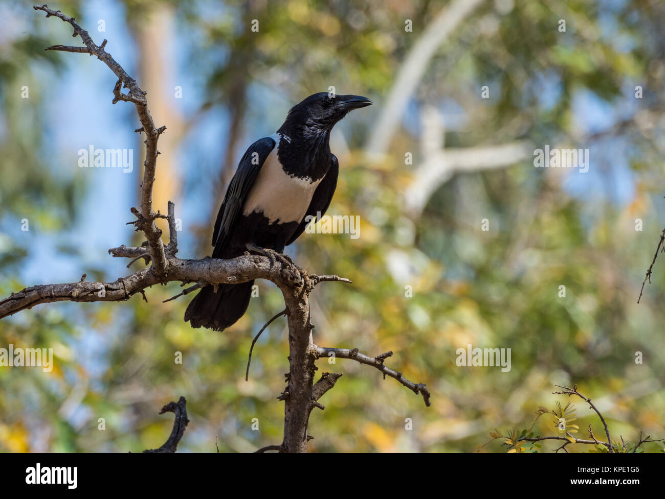 A Pied Crow (Corvus albus) perched on a branch. Berenty Private Reserve ...