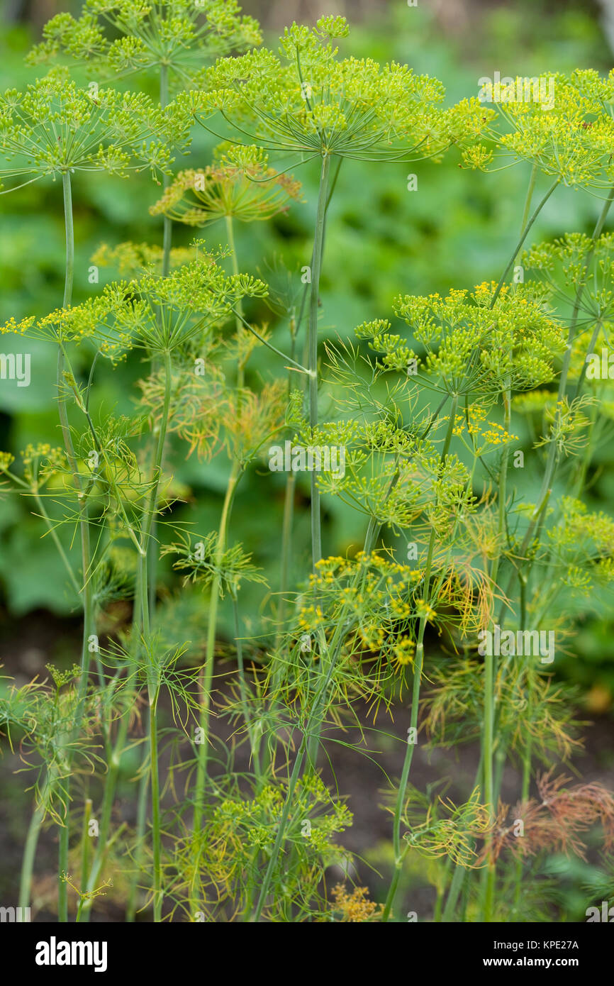 Inflorescence dill hi-res stock photography and images - Alamy