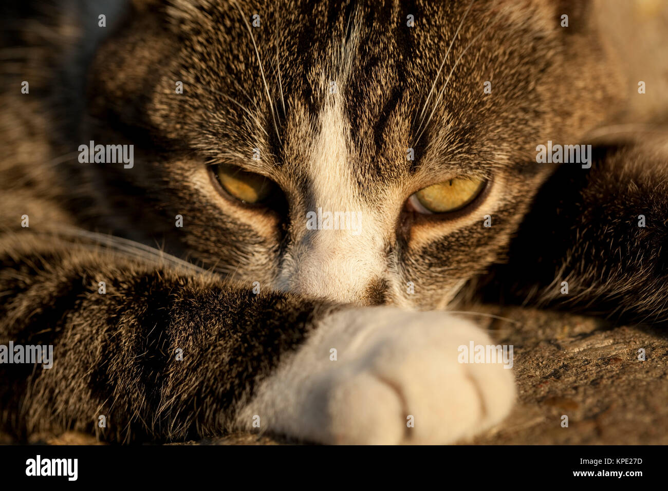Striped the tomcat hi-res stock photography and images - Alamy