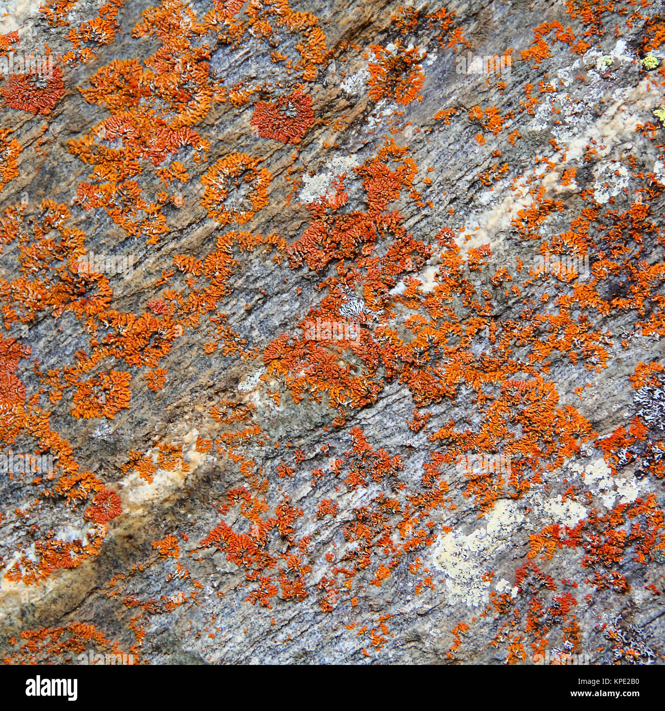 Image of colorful texture Stock Photo - Alamy
