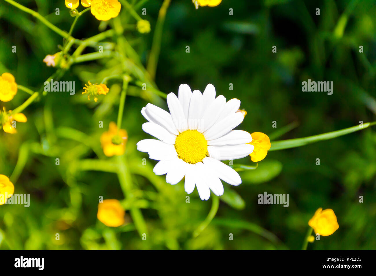 Daisywheel hi-res stock photography and images - Alamy