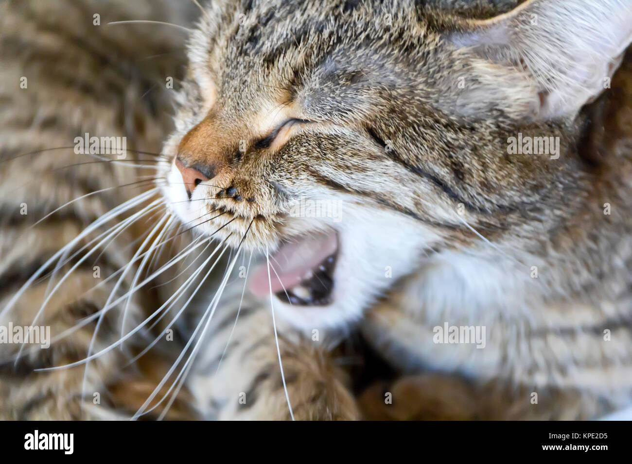 Feline yawning hi-res stock photography and images - Alamy