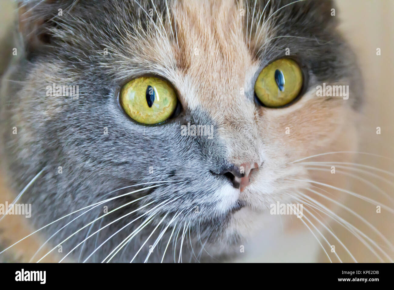 Grey sideburns hi-res stock photography and images - Alamy