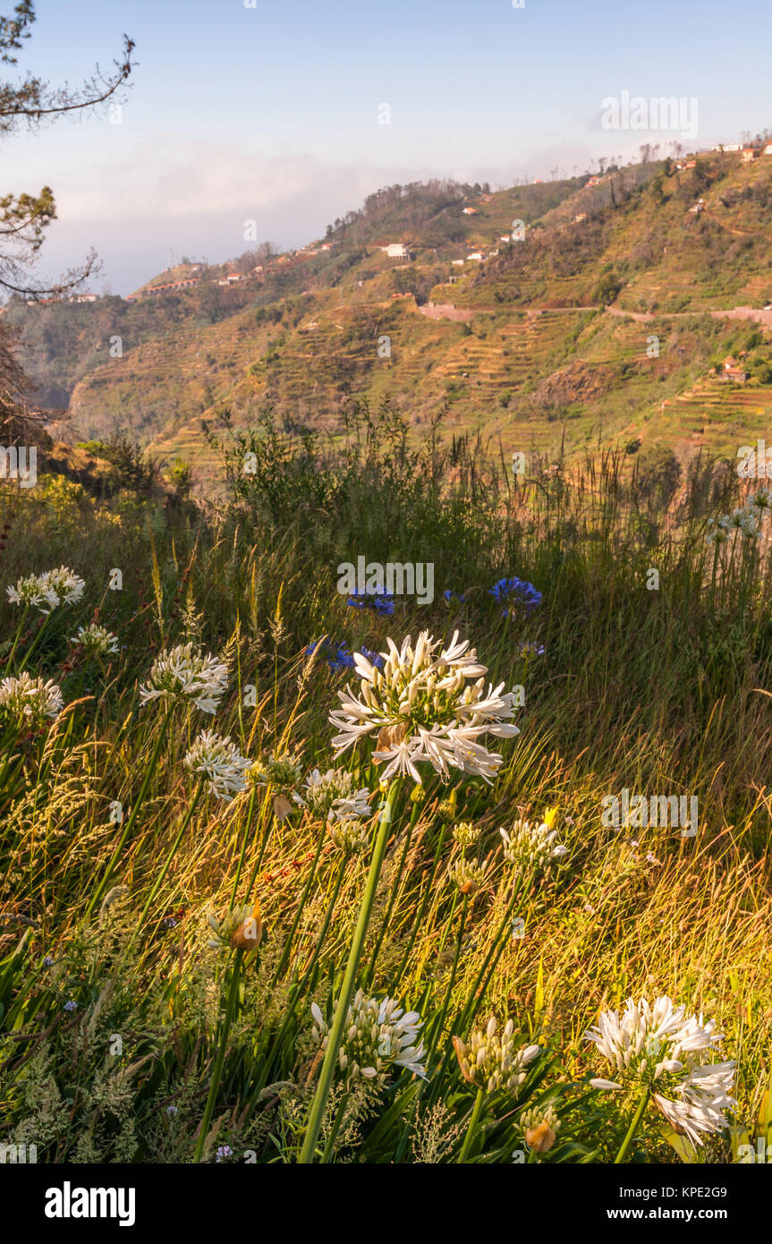 levada hiking along mountain villages with terraces fields in the east ...