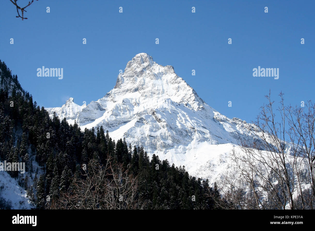 Tree on a mountain slope Stock Photo - Alamy