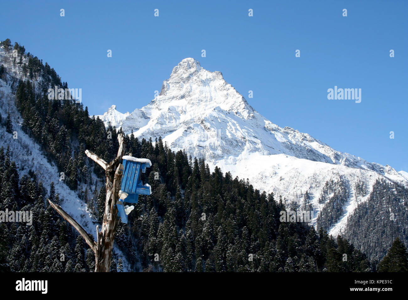 Tree on a mountain slope Stock Photo - Alamy