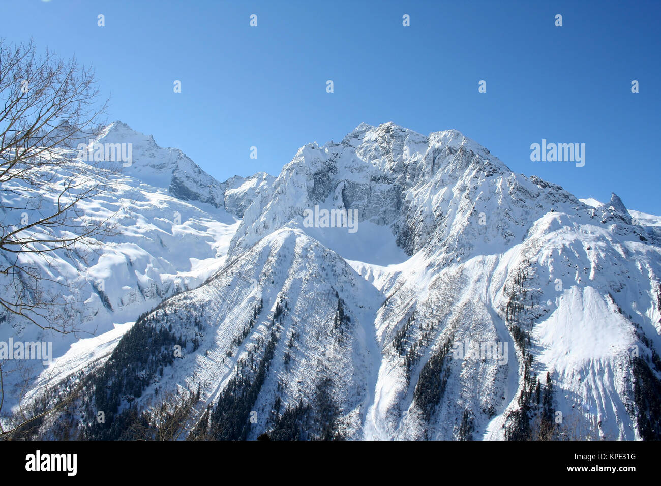 Tree on a mountain slope Stock Photo - Alamy