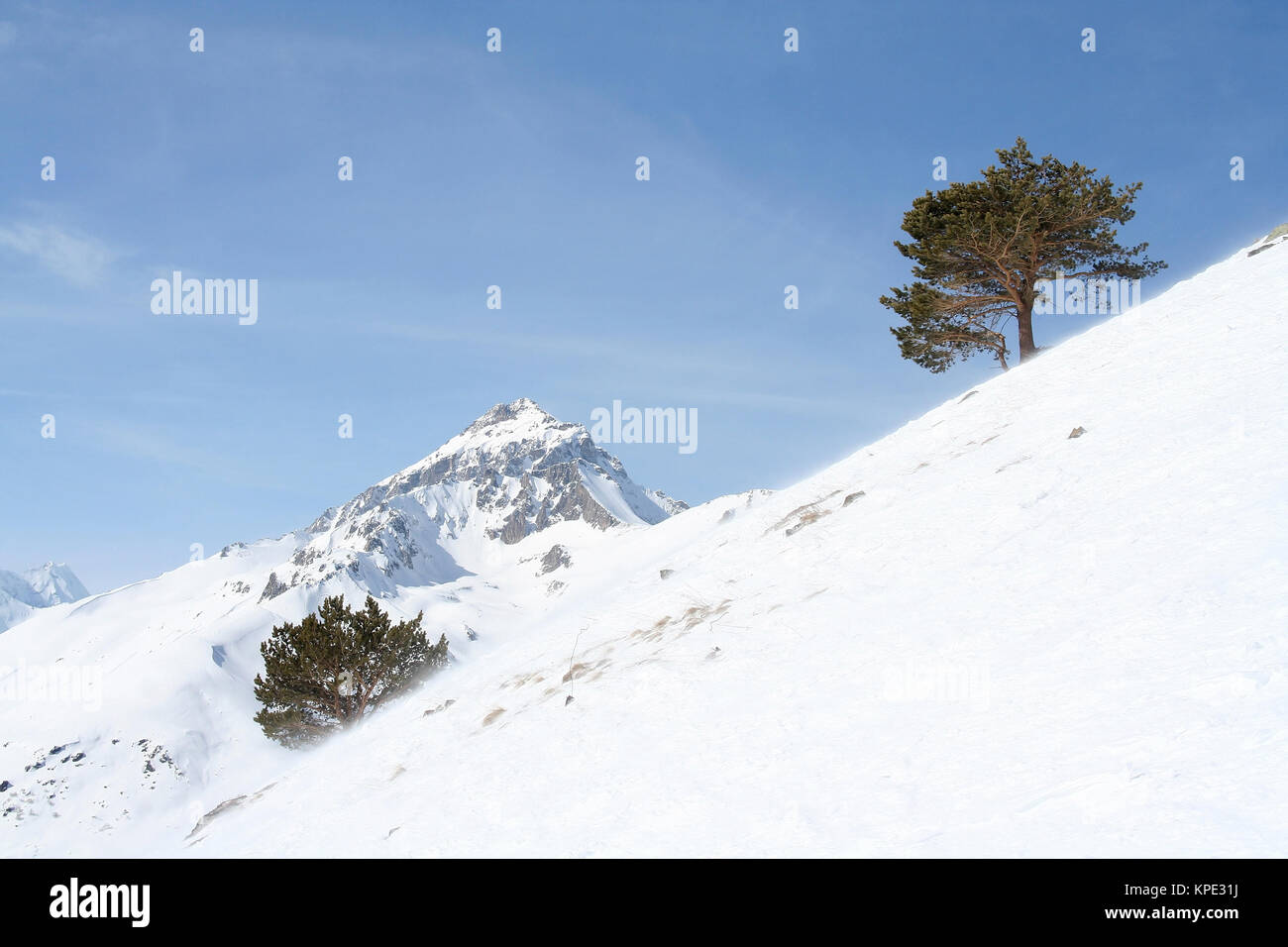 Tree on a mountain slope Stock Photo - Alamy