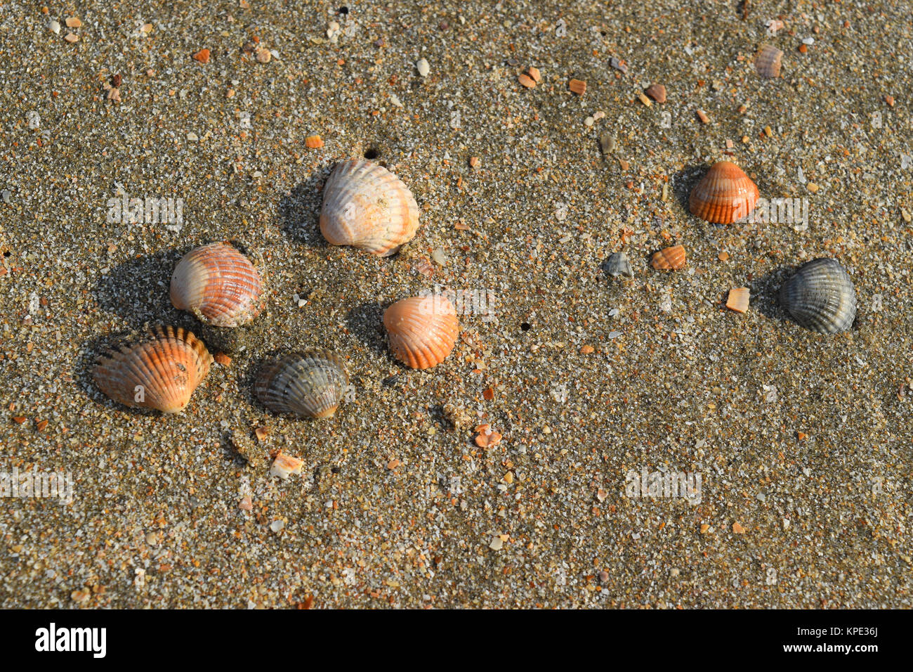 Seven shells on the sand Stock Photo - Alamy